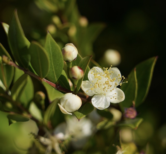 Myrtle Flowers Bush White - Free photo on Pixabay - Pixabay