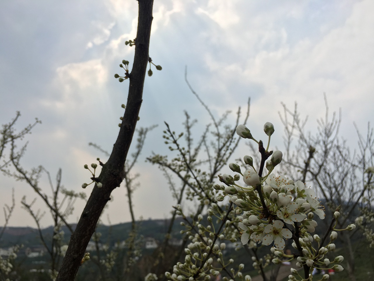 Natural Scenery Flower Plant - Free photo on Pixabay - Pixabay