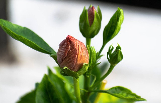 Flower Buds Blooming - Free photo on Pixabay - Pixabay