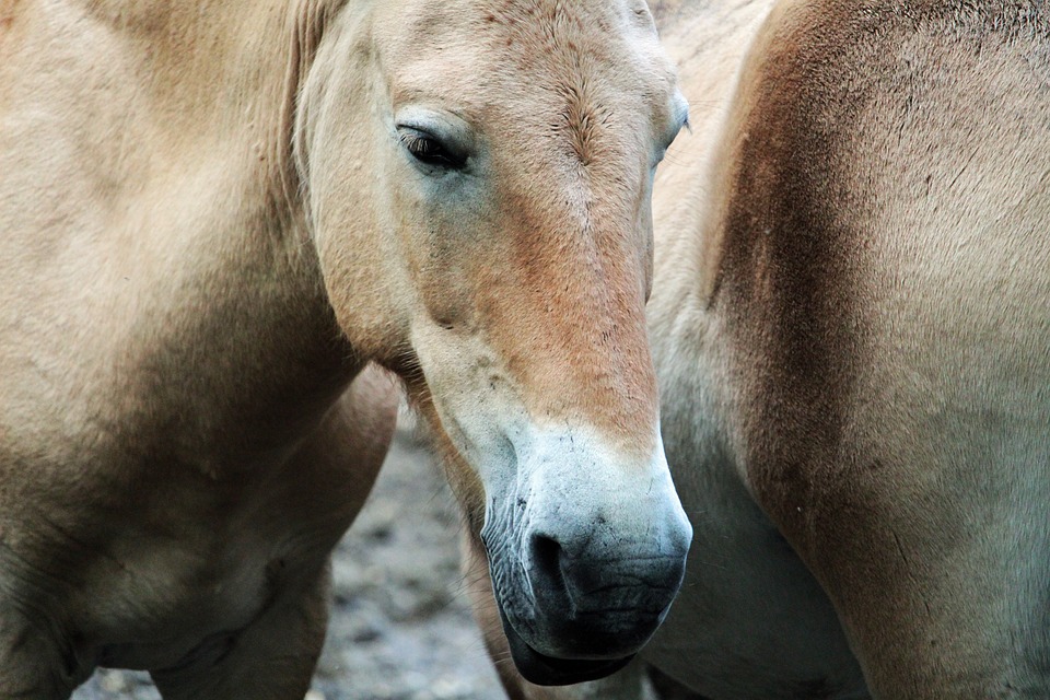 Przewalski Paard Paarden Wild - Gratis foto op Pixabay