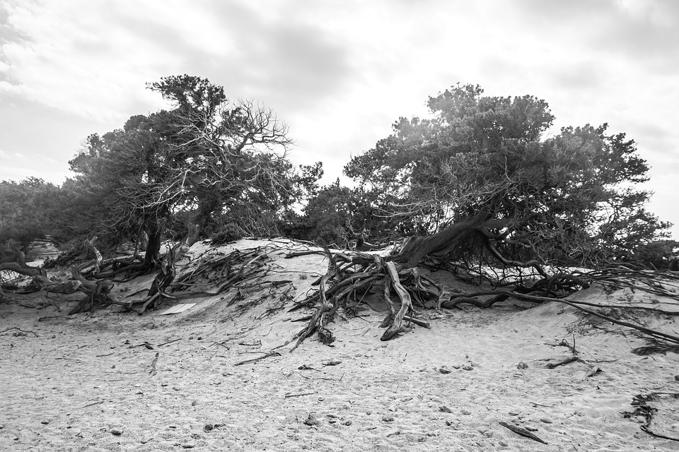 Trees Sand Dunes Beach Free Photo On Pixabay Pixabay