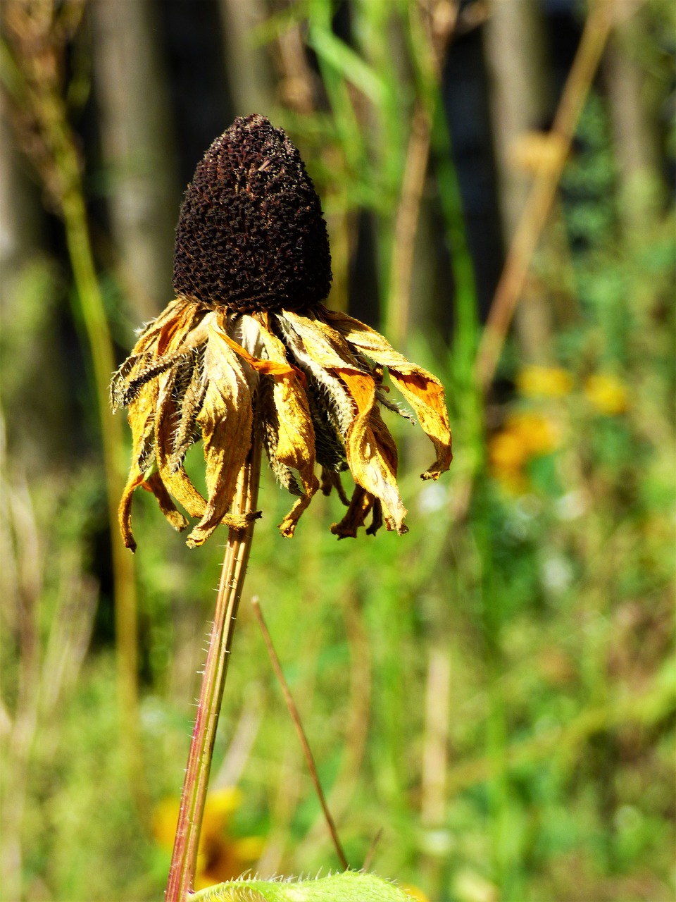 Coneflower Murchando Murcha - Foto gratuita no Pixabay - Pixabay