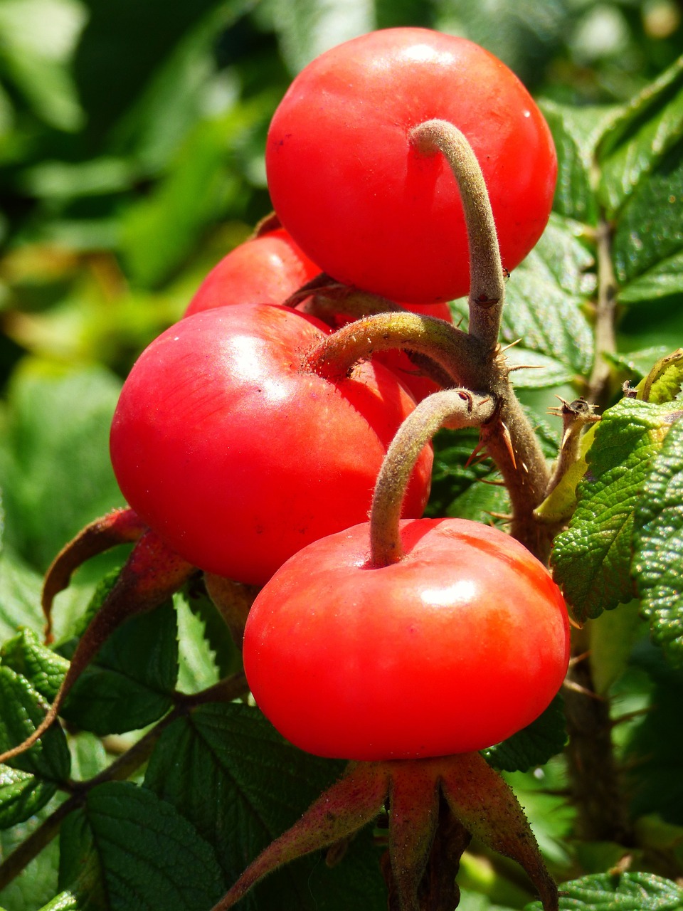 Rosehip Green Flower - Free photo on Pixabay - Pixabay