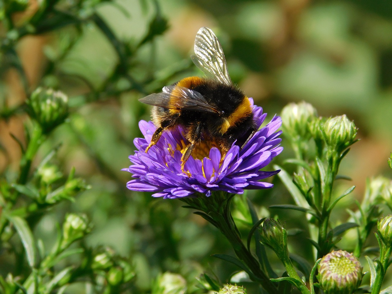 Flower Bee Plant - Free photo on Pixabay - Pixabay