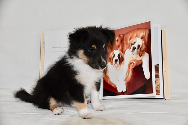 Puppy Dog Shetland Sheepdog - Free photo on Pixabay - Pixabay
