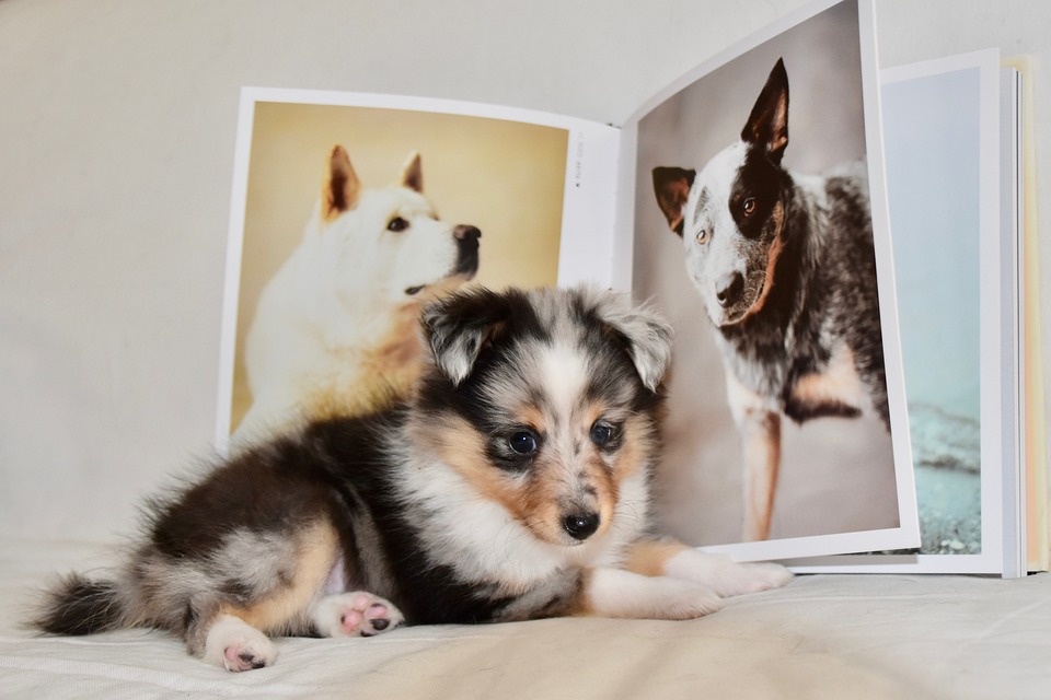 Puppy Dog Shetland Sheepdog Raya - Free photo on Pixabay - Pixabay