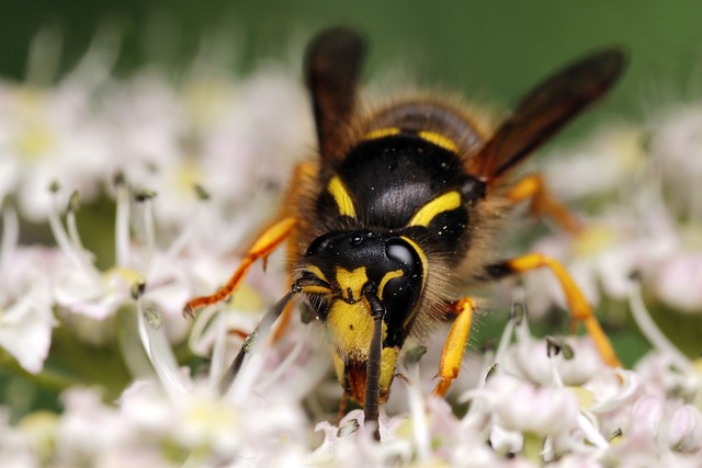 Guêpe Insecte Fleur - Photo gratuite sur Pixabay - Pixabay