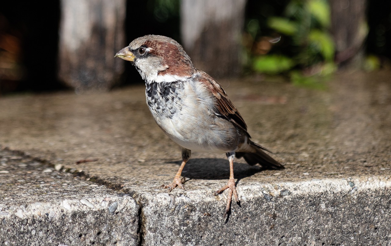 Bird Sparrow Sperling - Free photo on Pixabay