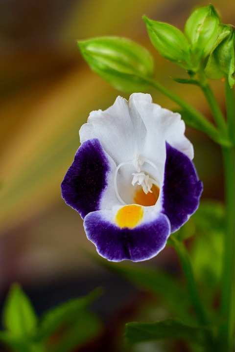 Bunga-Bunga Kelopak Daun-Daun - Foto gratis di Pixabay - Pixabay