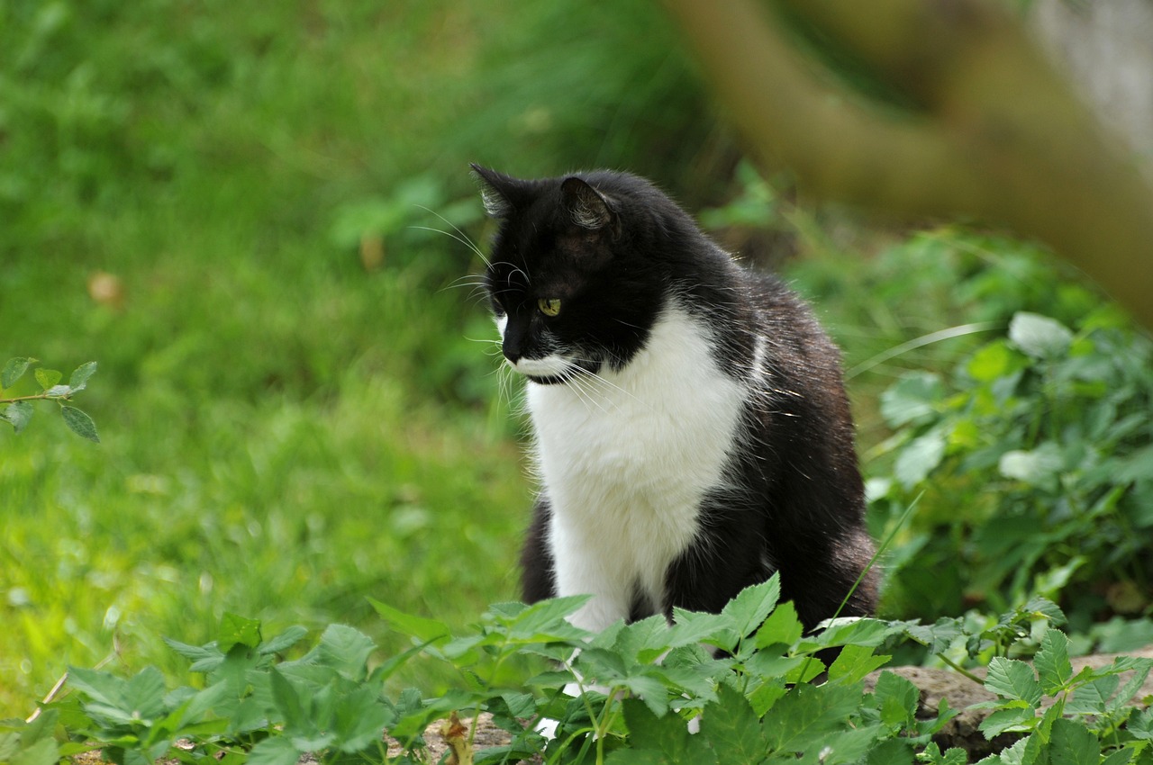 Gato Foto Gratuita No Pixabay Pixabay