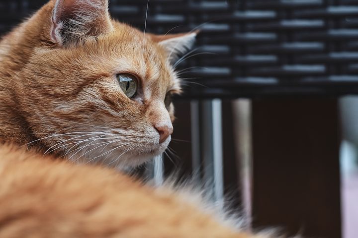 2,000+ Tabby Cat Pictures and Images in Hi-Res