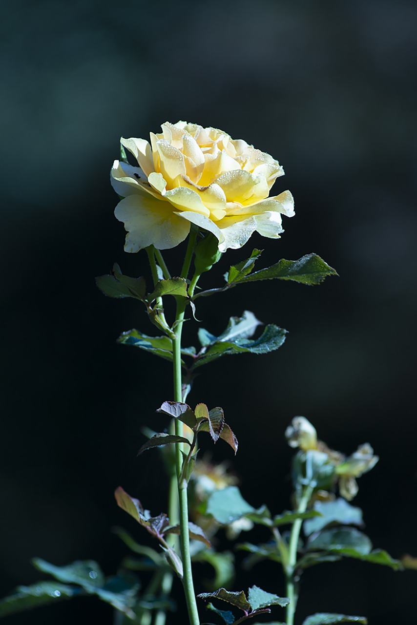 Roos Gele Bloem - Gratis foto op Pixabay - Pixabay