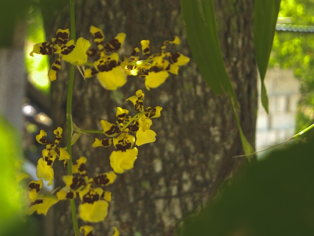 Orchid Photography Chiapas - Free photo on Pixabay - Pixabay