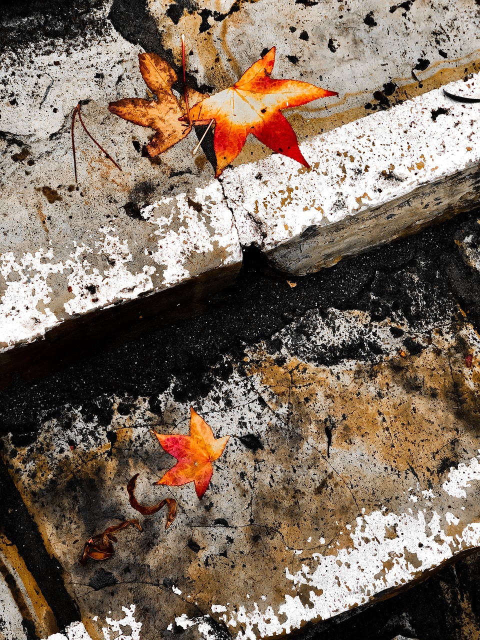 Carmel Fall Leaves Brown - Free photo on Pixabay - Pixabay