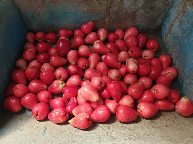 Water Apple Fruit Healthy - Free photo on Pixabay - Pixabay