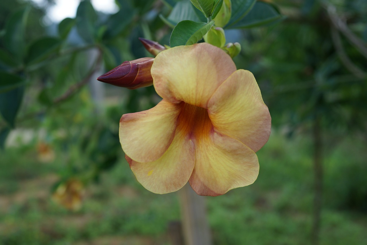 Bignonia Carreolata Croix De Vigne - Photo gratuite sur Pixabay - Pixabay