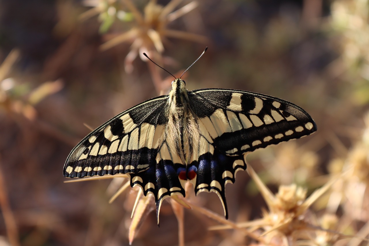 Old World Swallowtail Butterfly - Free photo on Pixabay - Pixabay