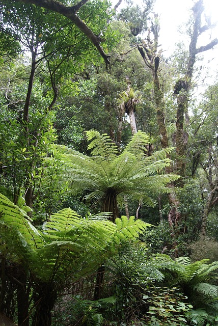 Tree Fern Forest New Zealand - Free photo on Pixabay - Pixabay