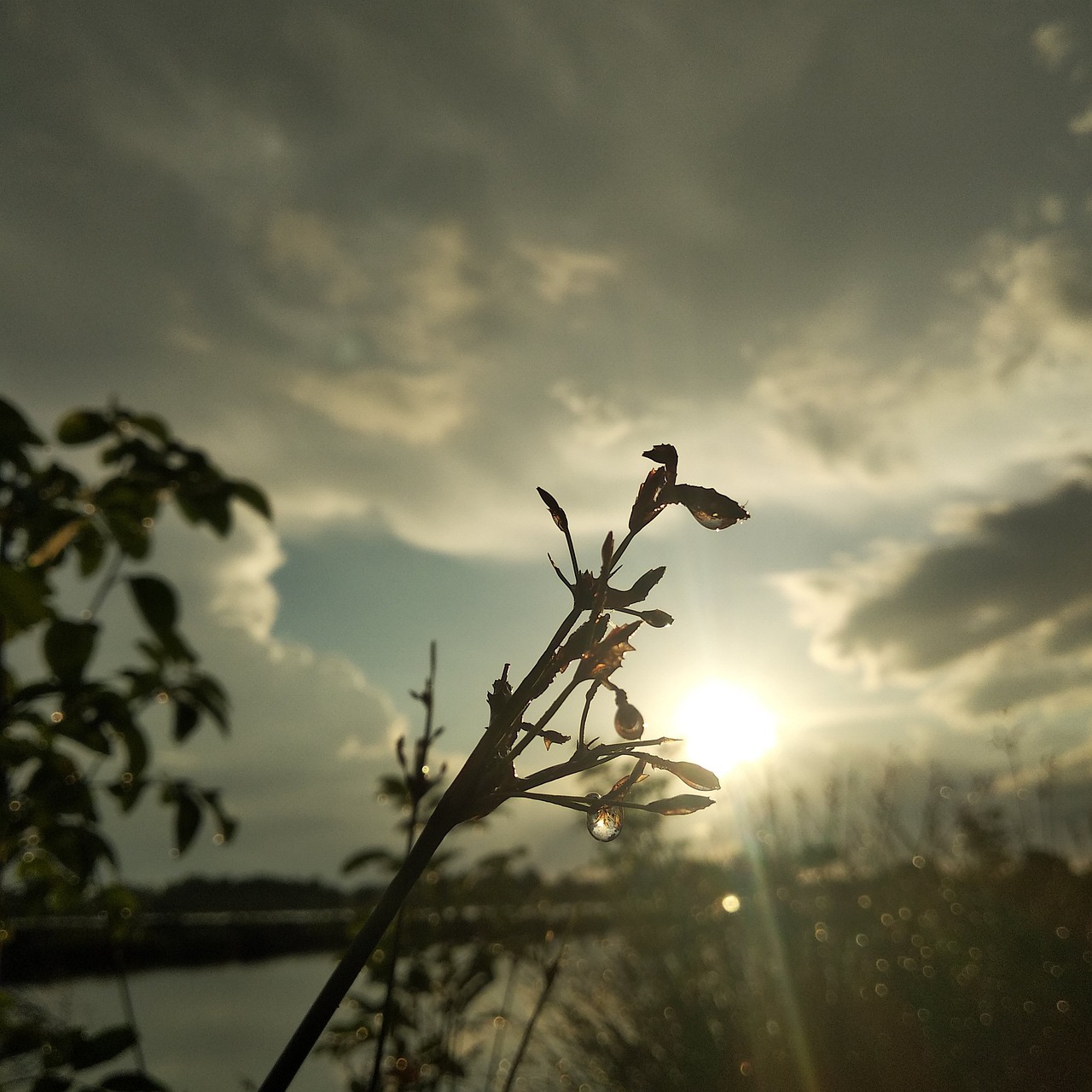 Senja Bunga - Kostenloses Foto auf Pixabay - Pixabay