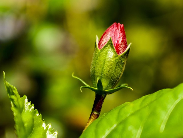 Fleur Bourgeon Flore - Photo gratuite sur Pixabay - Pixabay