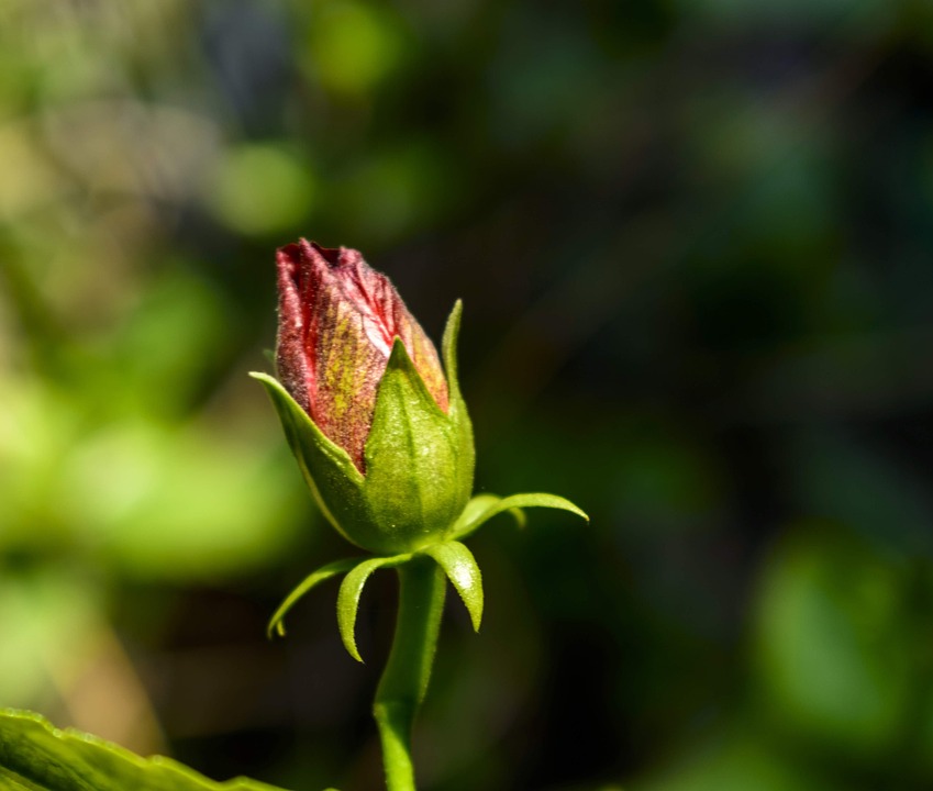 Rose Mallow Bud Flower - Free photo on Pixabay - Pixabay