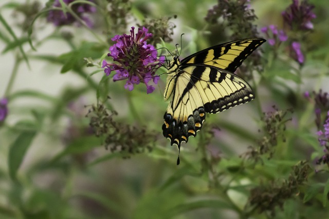 Pollination Butterfly Flowers - Free photo on Pixabay - Pixabay
