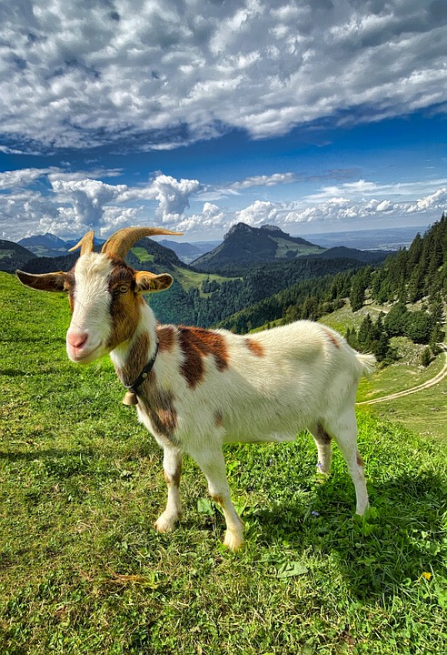 Goat Alpine Animal - Free photo on Pixabay