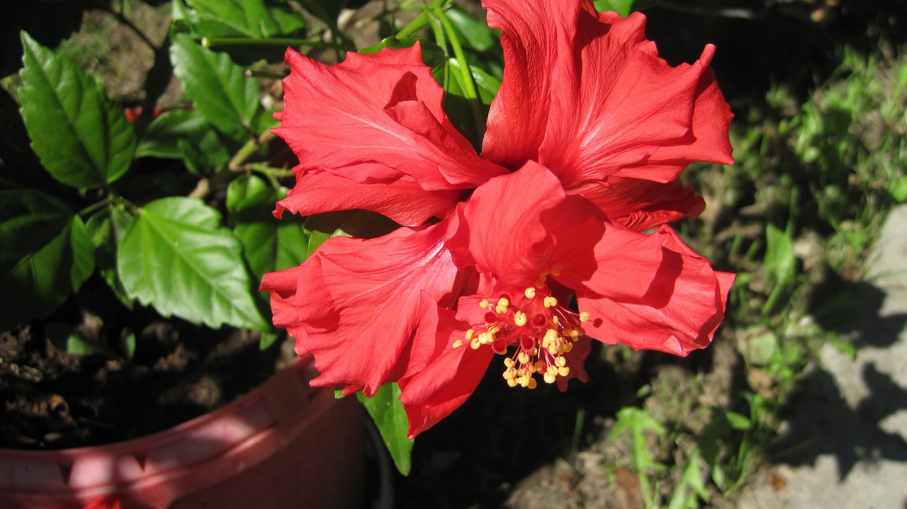Mawar Jepang Merah Kebun Musim - Foto gratis di Pixabay - Pixabay