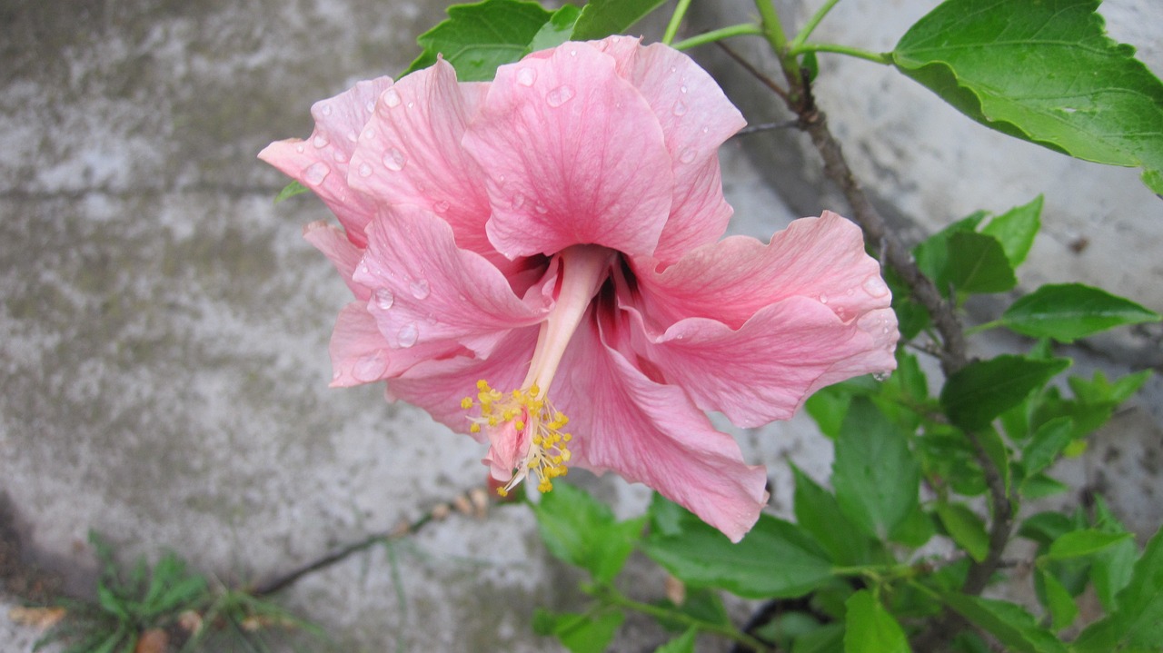 Mawar Jepang Merah Jambu Kebun - Foto gratis di Pixabay