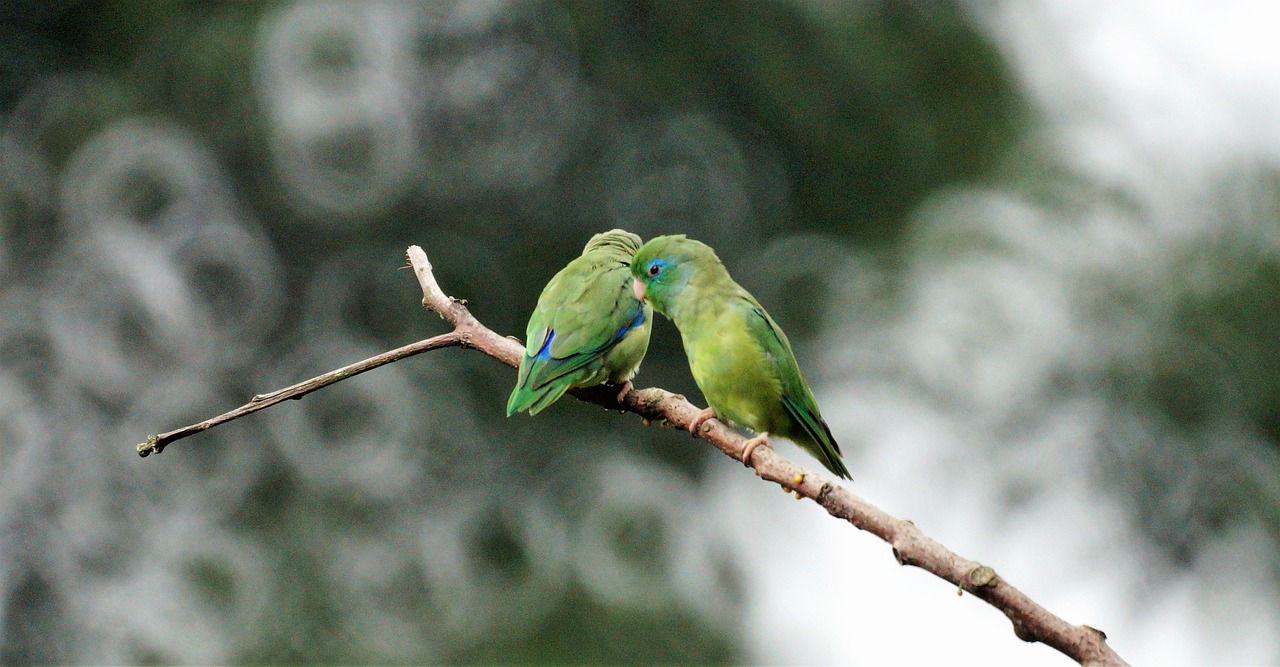 Parakeets Birds Couple - Free photo on Pixabay