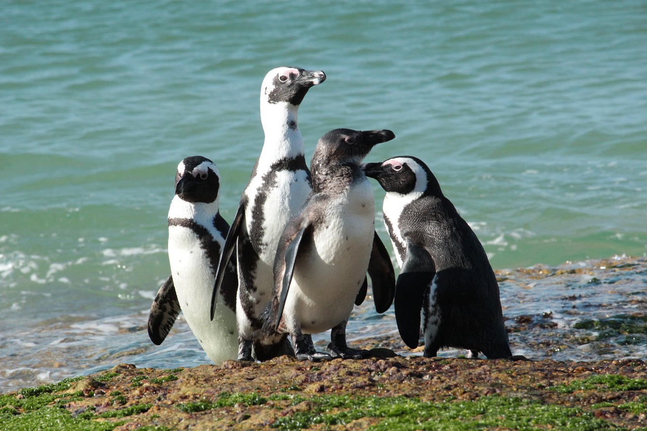 Penguins Birds Waddle Group Of - Free photo on Pixabay