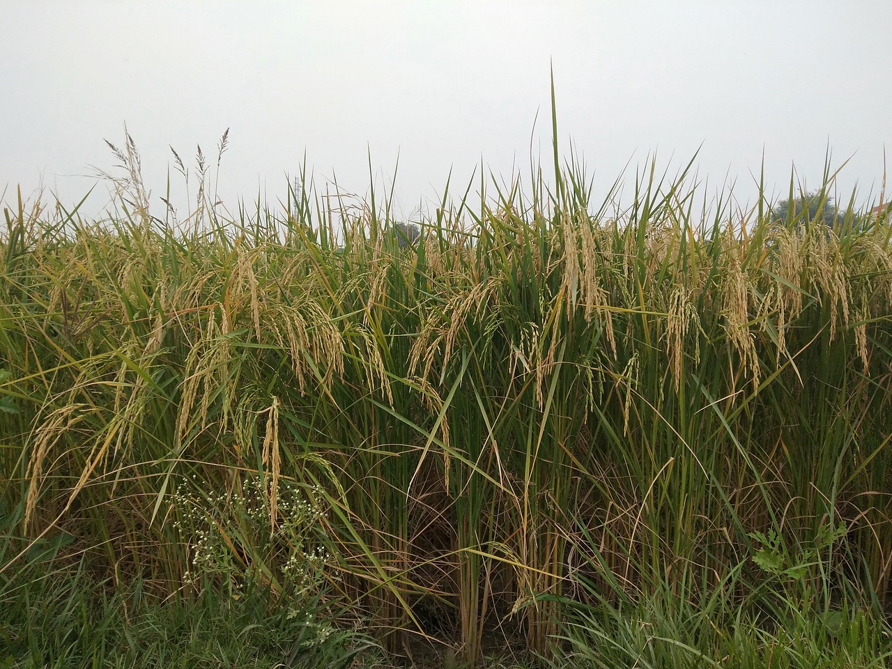 Riz Paddy Sur Le - Photo gratuite sur Pixabay - Pixabay