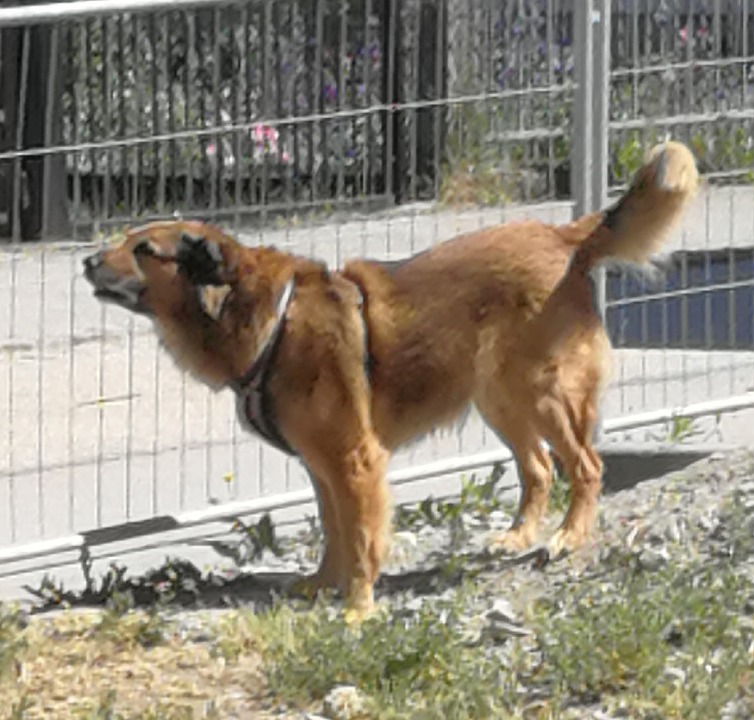 Shepherd Dog Hybrid Vigilant - Free photo on Pixabay - Pixabay