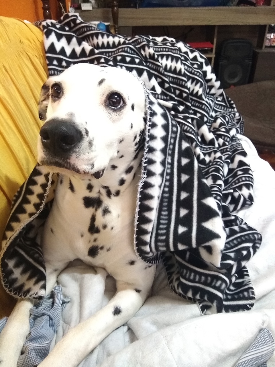 Perro Dalmata - Free photo on Pixabay - Pixabay