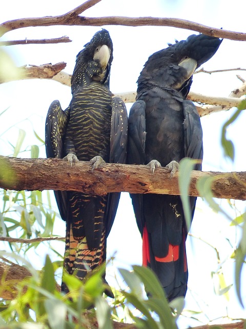 Red-Tailed Black Cockatoo Birds - Free photo on Pixabay - Pixabay