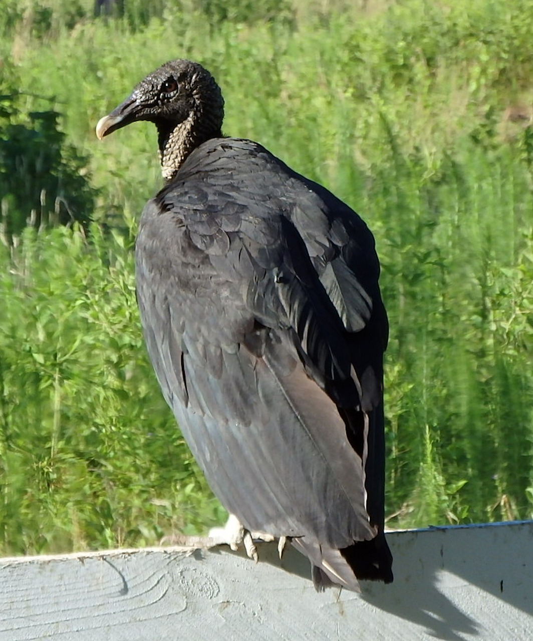 Black Vulture Bird - Free photo on Pixabay - Pixabay