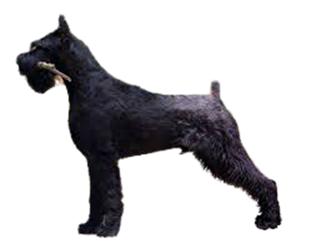 Hund Png Clipart Mehr Sehen - Kostenloses Bild auf Pixabay - Pixabay