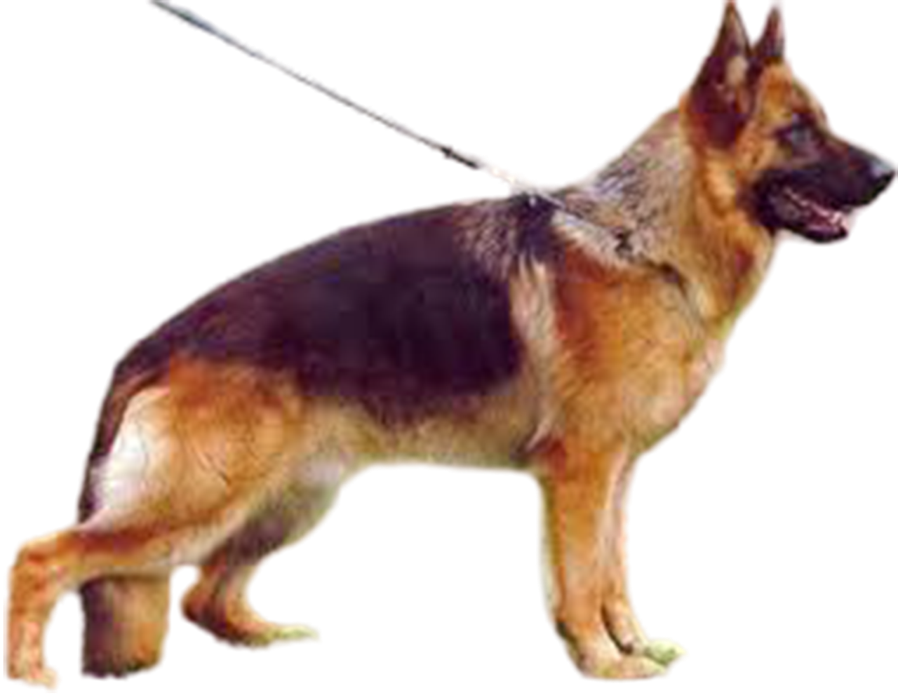 Immagini Png Cane