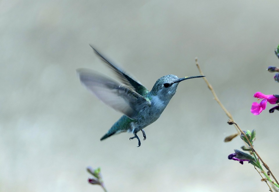 Hummingbird Bird Wings - Free photo on Pixabay - Pixabay