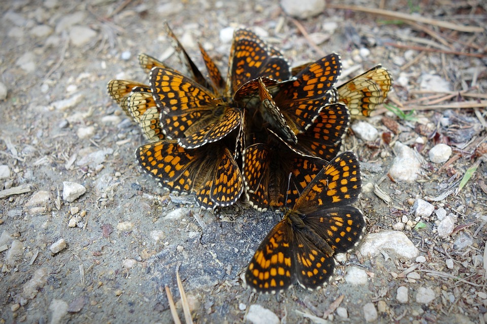 Heath Fritillary Butterflies - Free photo on Pixabay - Pixabay