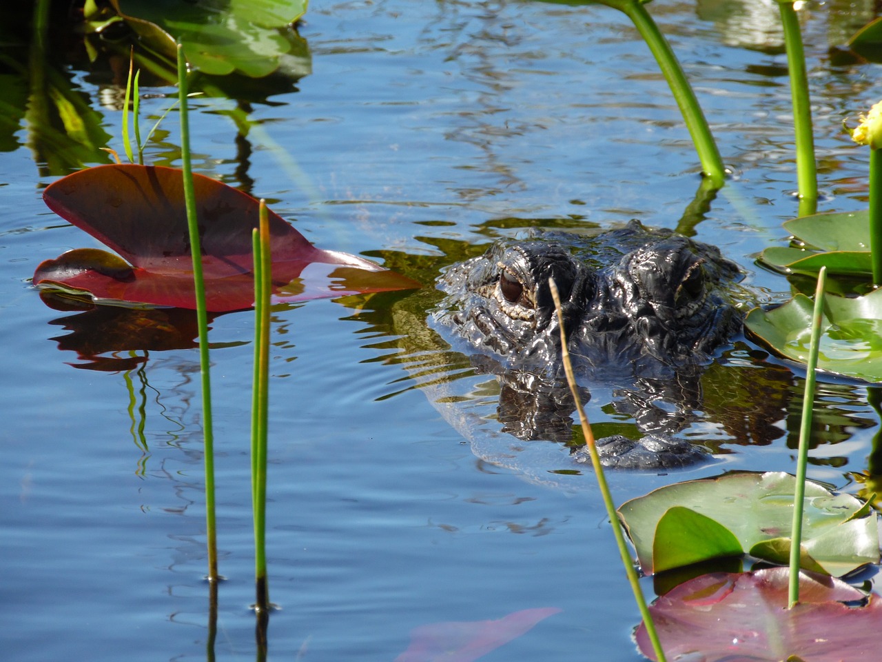 100+ Free Alligator Eyes & Alligator Images - Pixabay