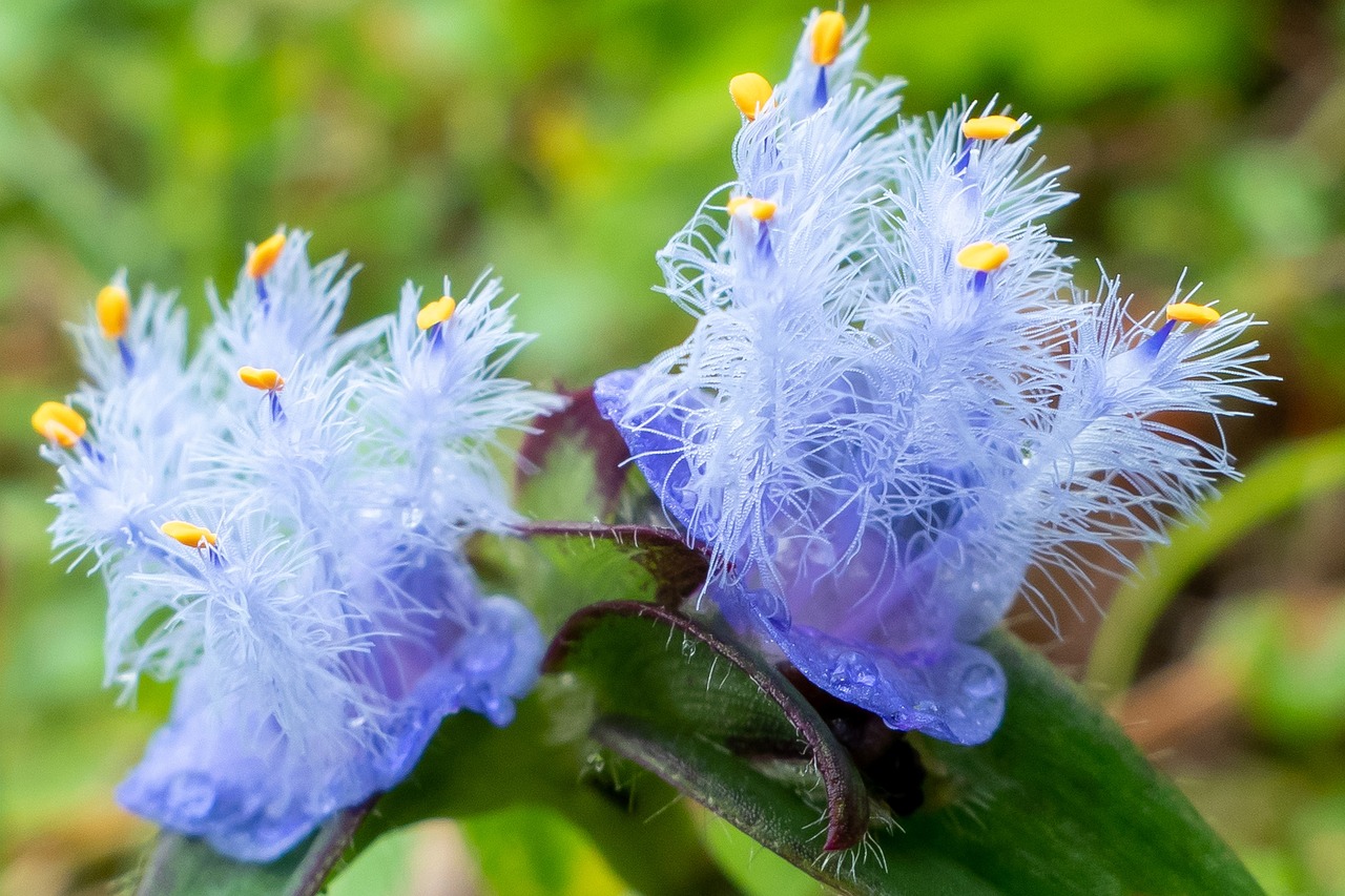 Cyanotis Blue Flower Ear - Free photo on Pixabay - Pixabay