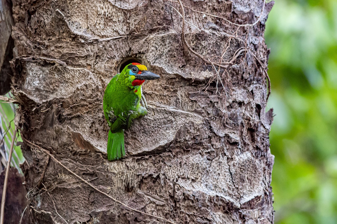 Red-Throated Barbet Vogel Tier - Kostenloses Foto auf Pixabay - Pixabay