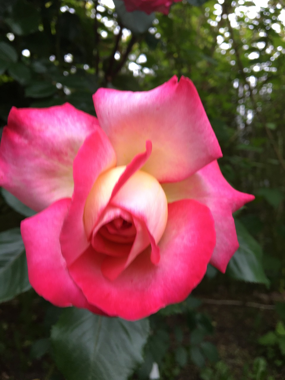 Fleur Rose Couleur - Photo gratuite sur Pixabay - Pixabay