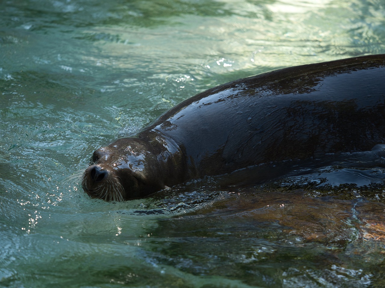 Foca Robbe Agua - Foto gratis en Pixabay - Pixabay