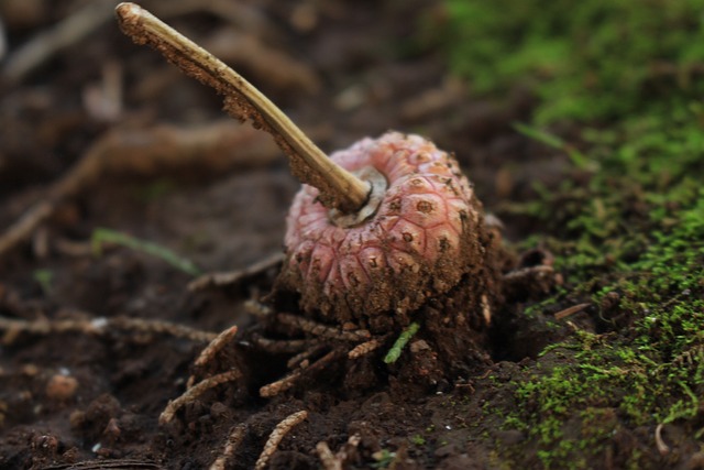 Madroño Fruto Parque - Foto gratis en Pixabay - Pixabay