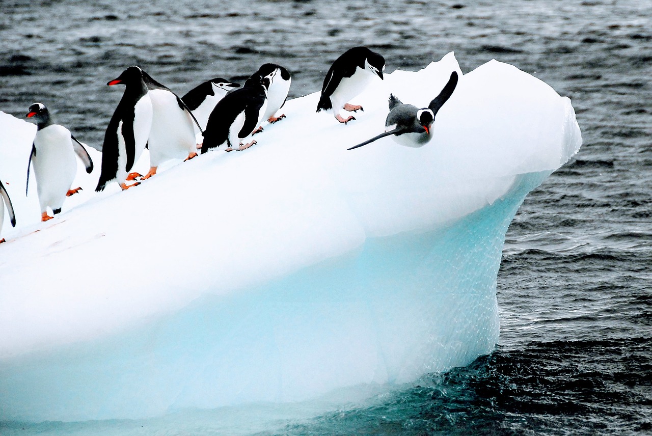 Pingüinos Aves Iceberg - Foto gratis en Pixabay - Pixabay