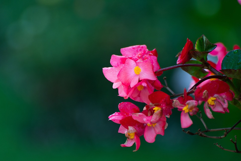 Da Lat Flower In - Free photo on Pixabay