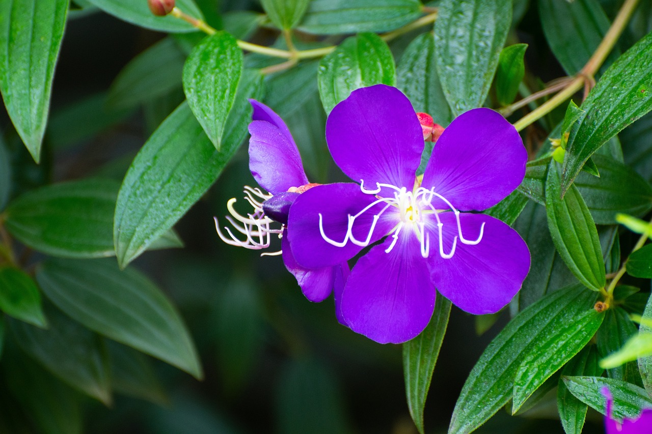 Da Lat Flower In - Free photo on Pixabay - Pixabay