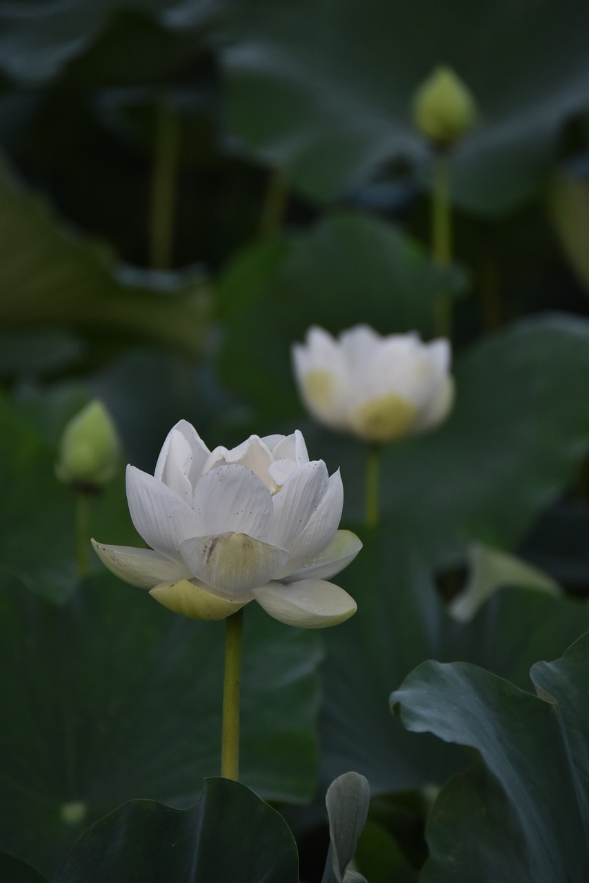 Teratai Bunga Tanaman Air Nelumbo - Foto gratis di Pixabay - Pixabay